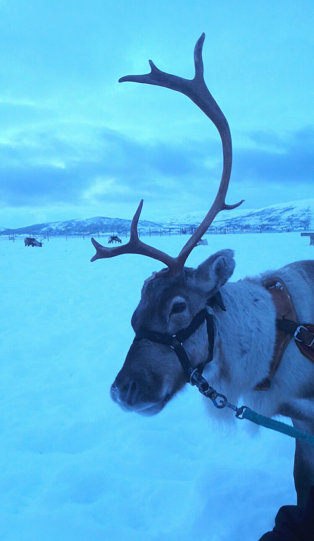 5 razones para viajar a Tromso en invierno - Romy por el Perú y el Mundo